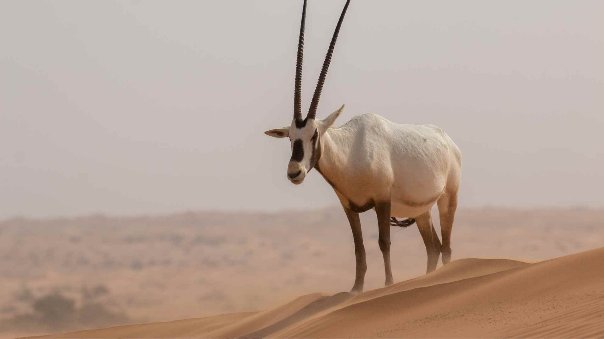 Discover Desert Animals of the UAE | Wildlife of Dubai