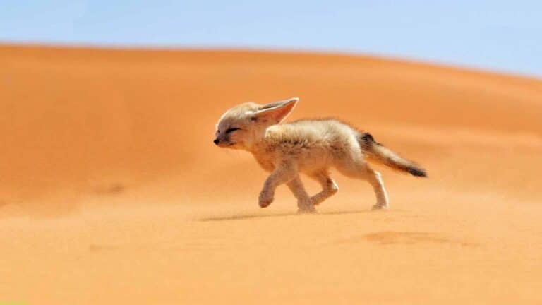 Discover Desert Animals of the UAE | Wildlife of Dubai