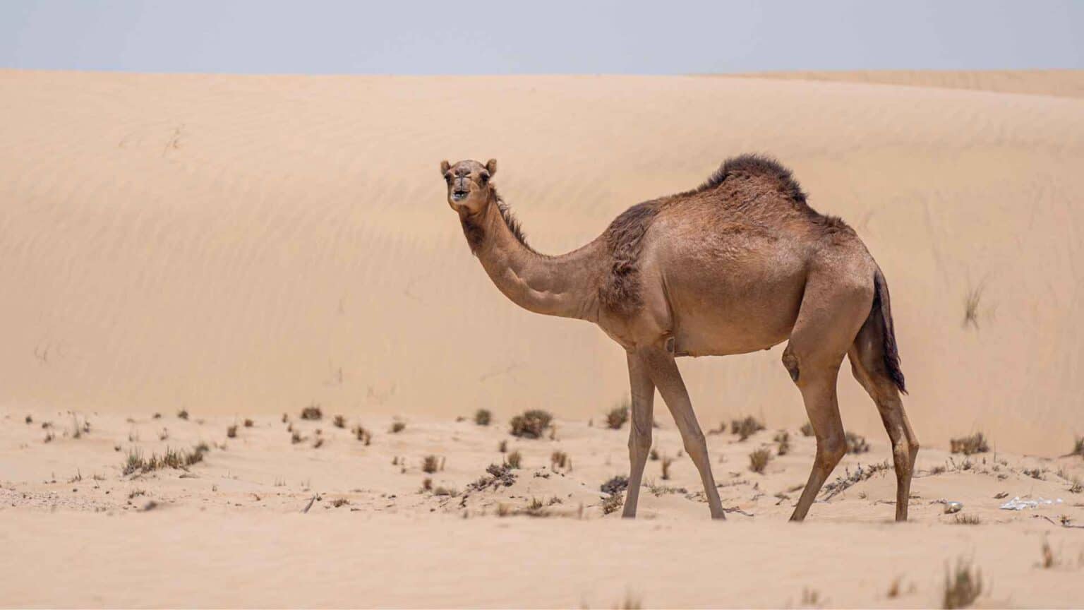 Discover Desert Animals of the UAE | Wildlife of Dubai