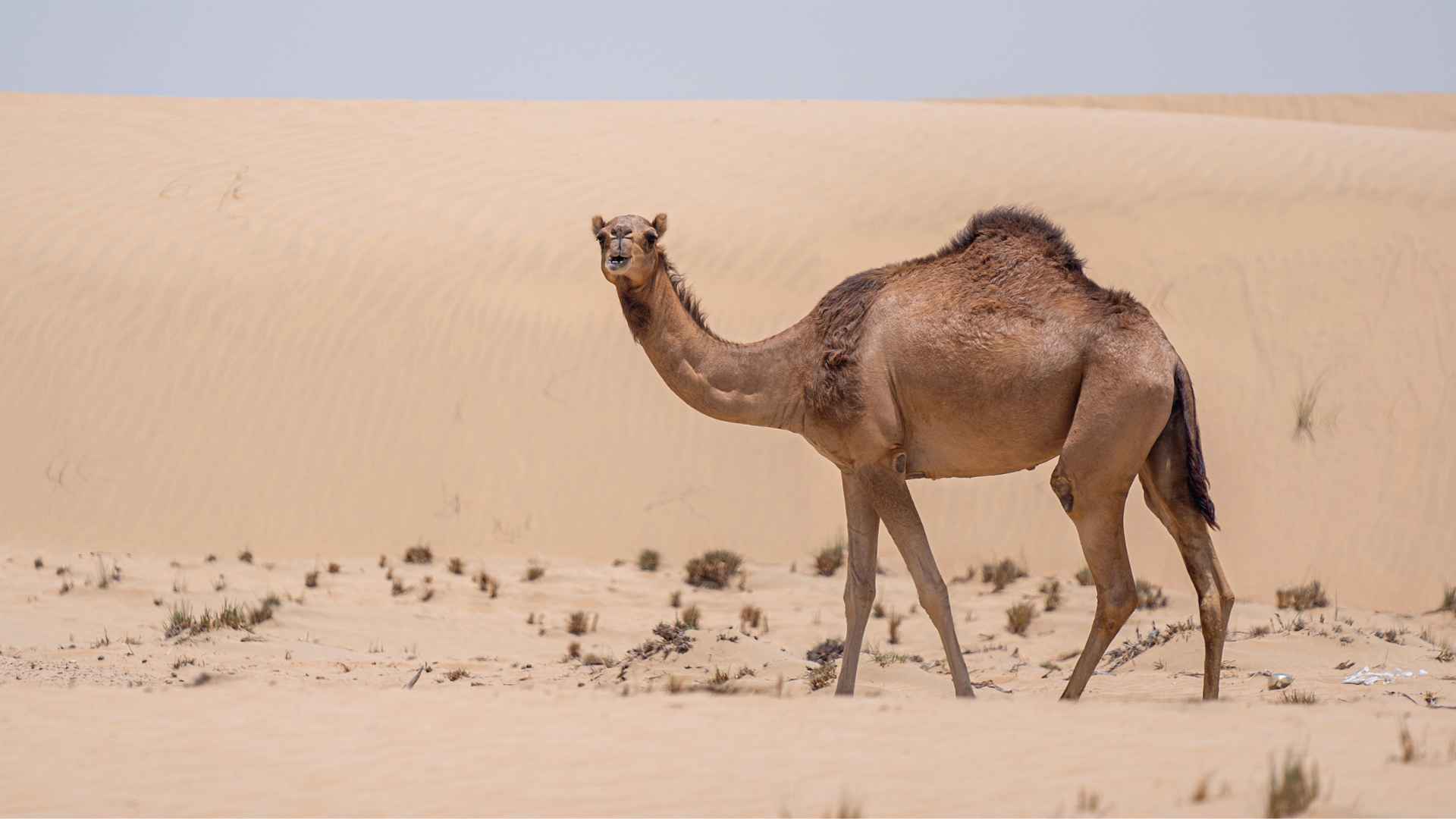 Discover Desert Animals of the UAE | Wildlife of Dubai